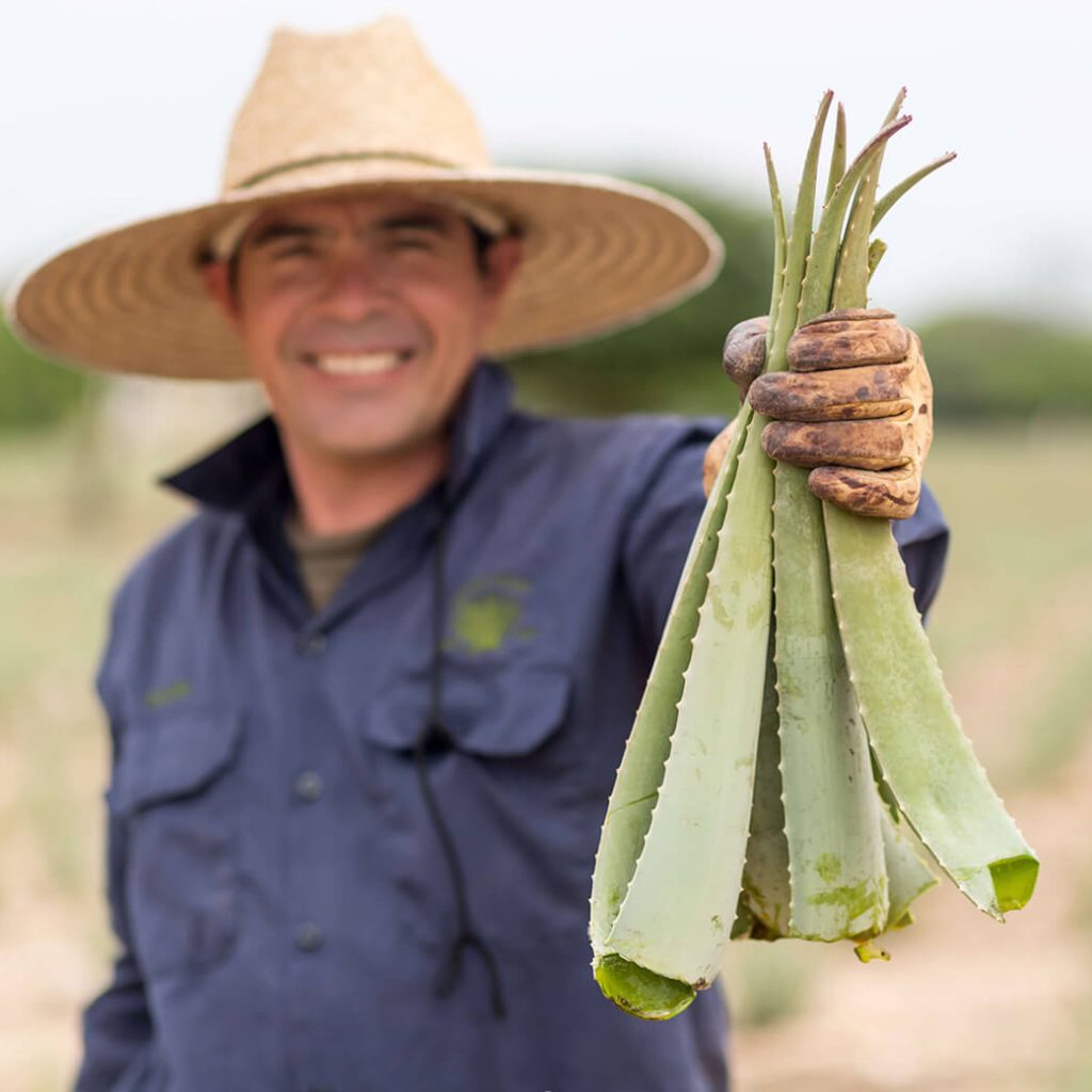 Royal Aruba Aloe - Invest in Aruba